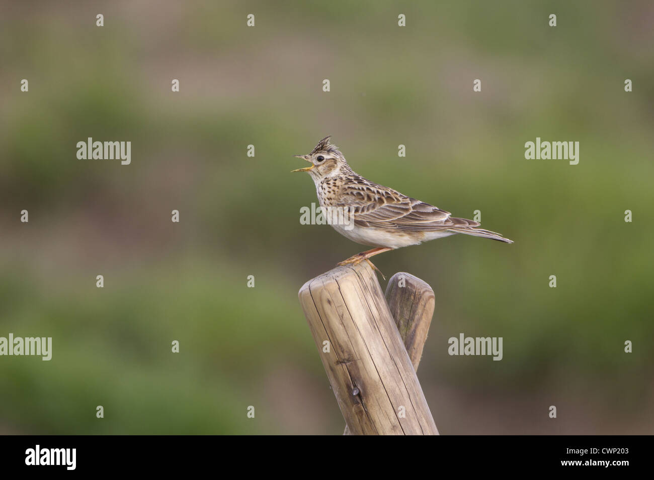 Eurasian skylarks singing hi-res stock photography and images - Alamy