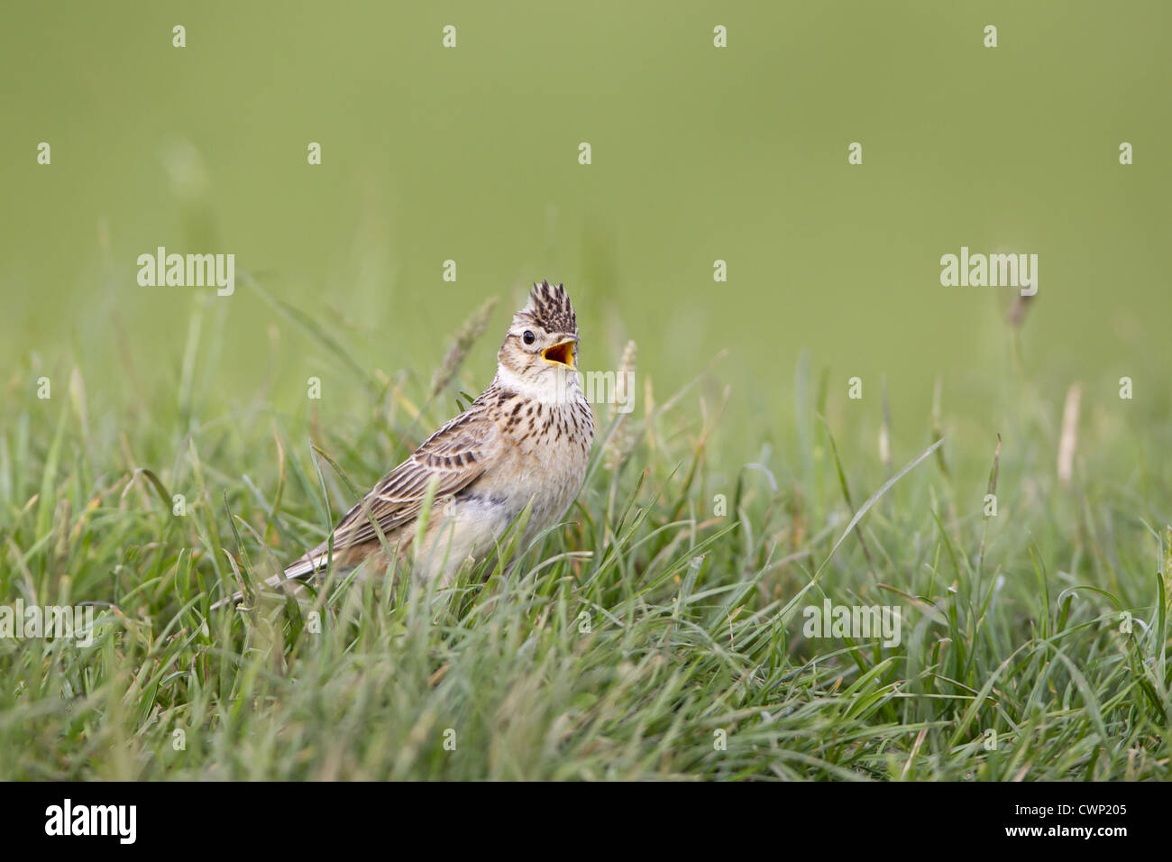 Skylark (Alauda arvensis) adult male, singing, standing on grazing ...