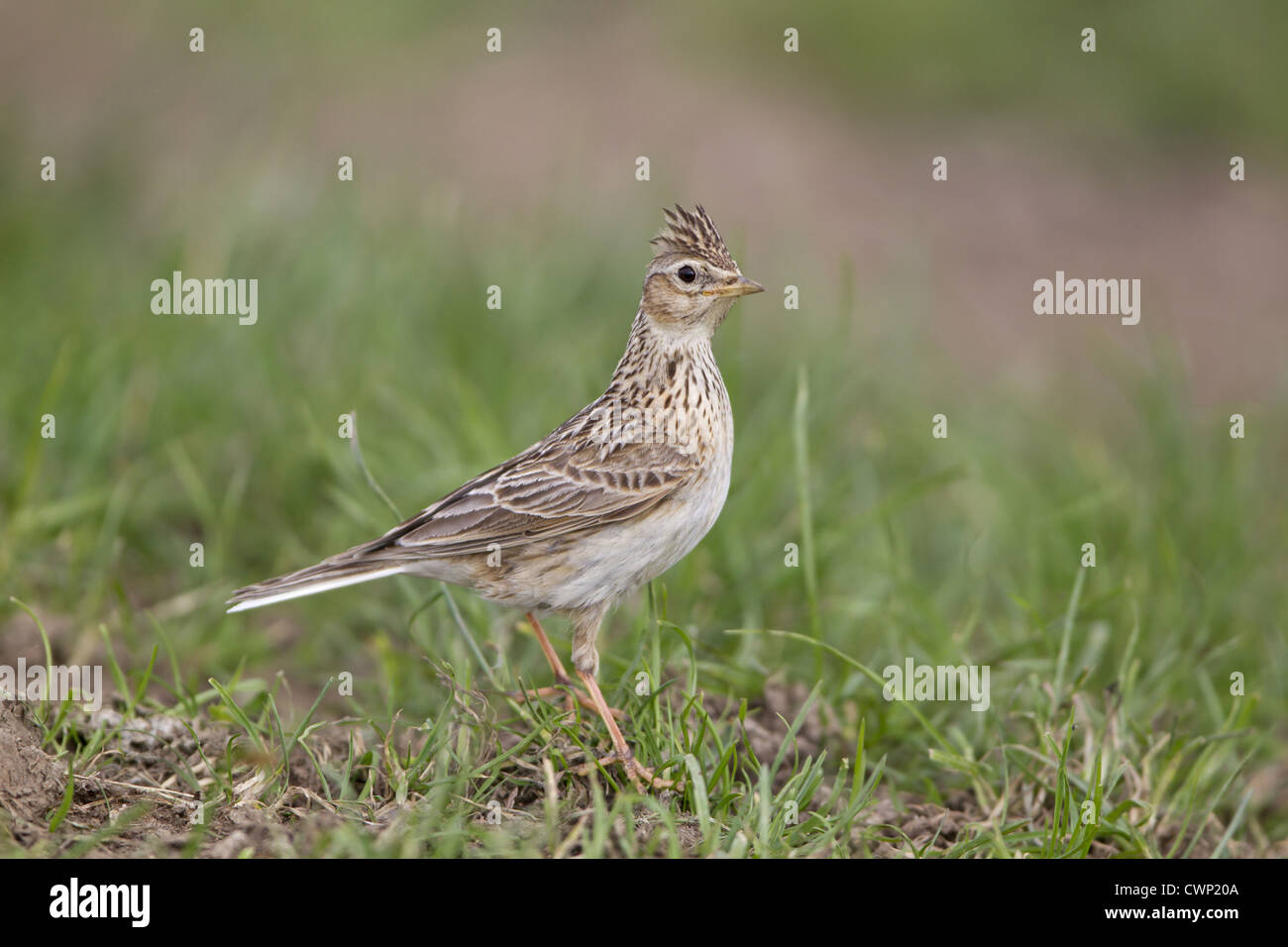 Skylark (Alauda arvensis) adult male, with crest raised, standing on ...