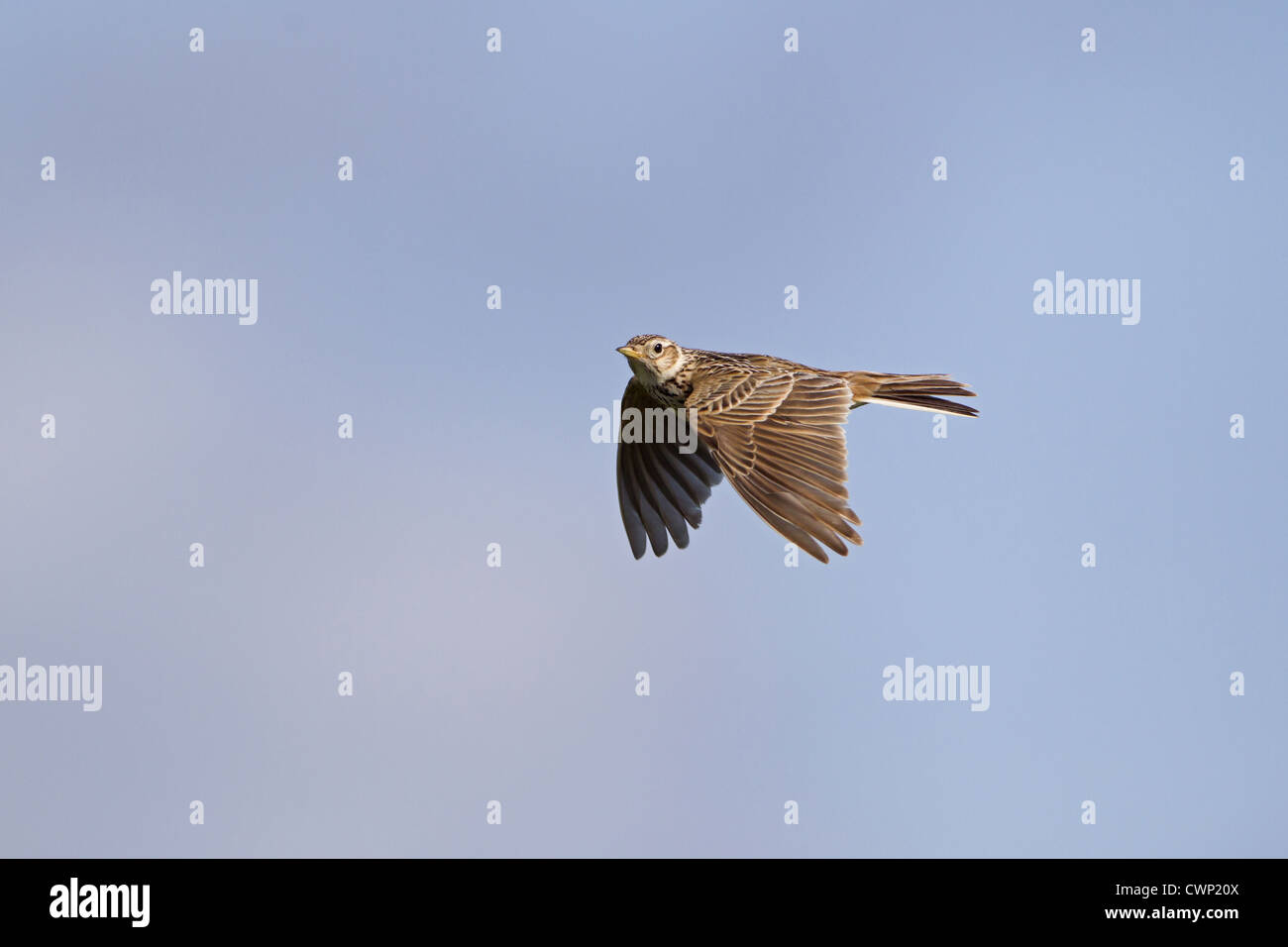 Skylark skylarks in flight hi-res stock photography and images - Alamy