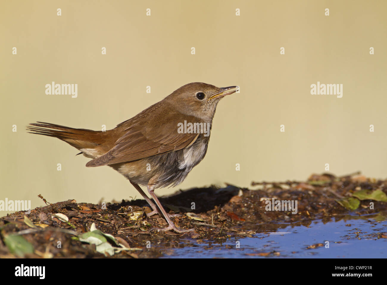 Common Nightingale (Luscinia megarhynchos) adult, drinking at pool ...