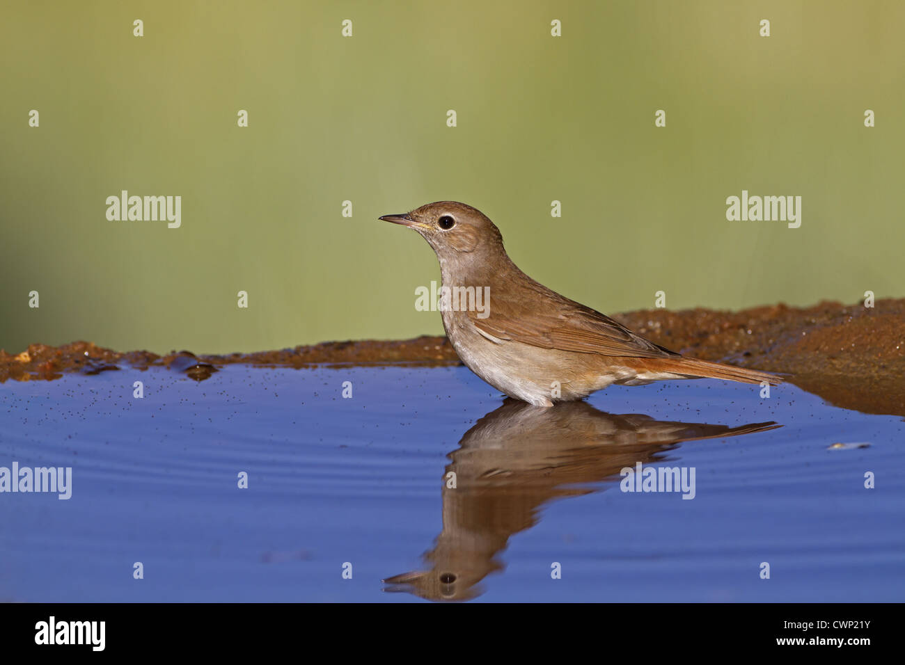 Common Nightingale (Luscinia megarhynchos) adult, drinking at pool ...