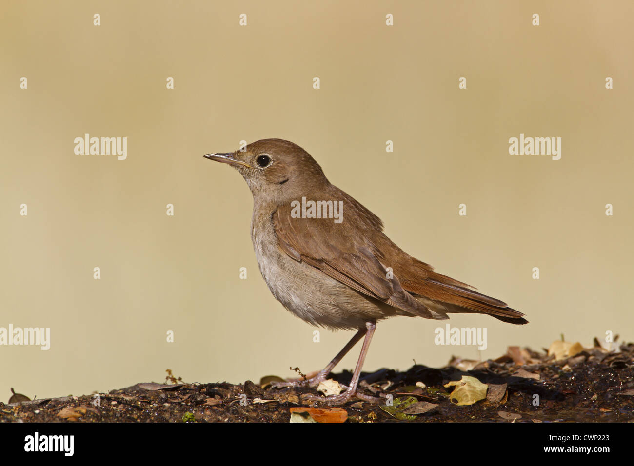 Common Nightingale (Luscinia megarhynchos) adult, foraging at edge of ...