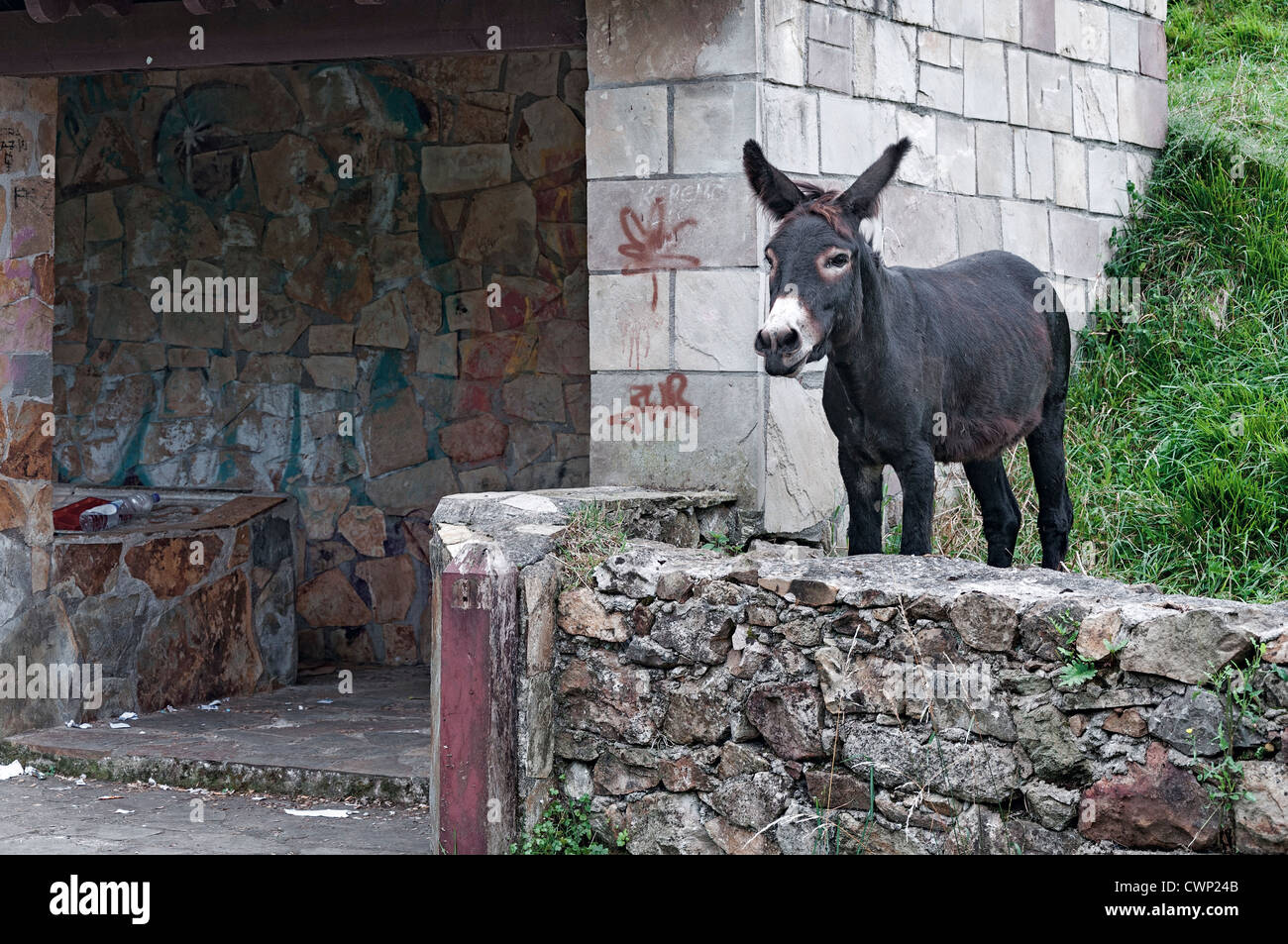 donkey standing behind a stone wall looking at camera Colindres ...