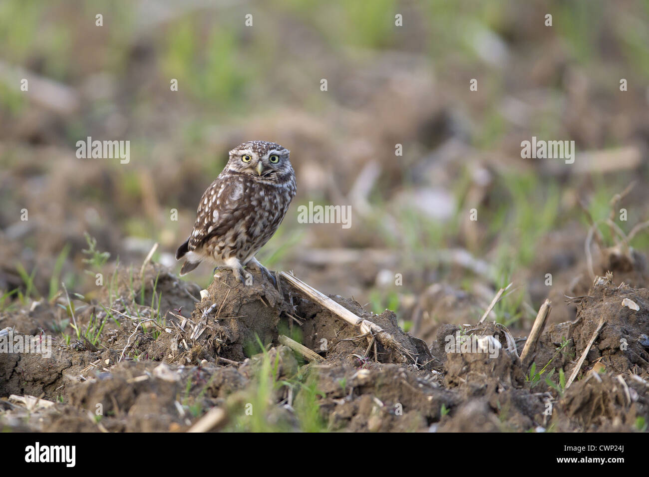 Set ground hi-res stock photography and images - Alamy