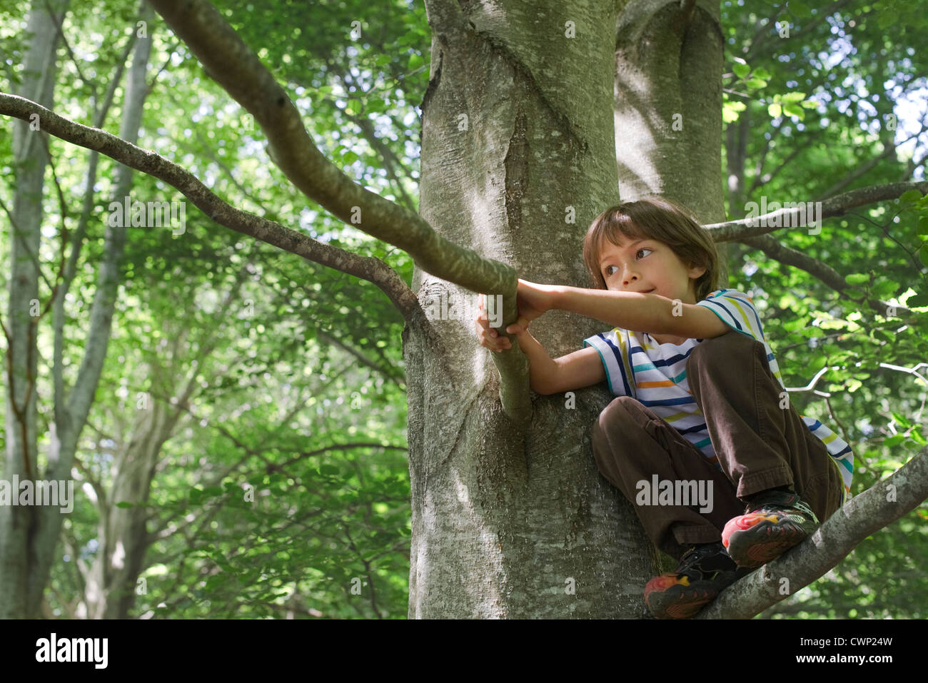 Crouching on tree trunk hi-res stock photography and images - Alamy