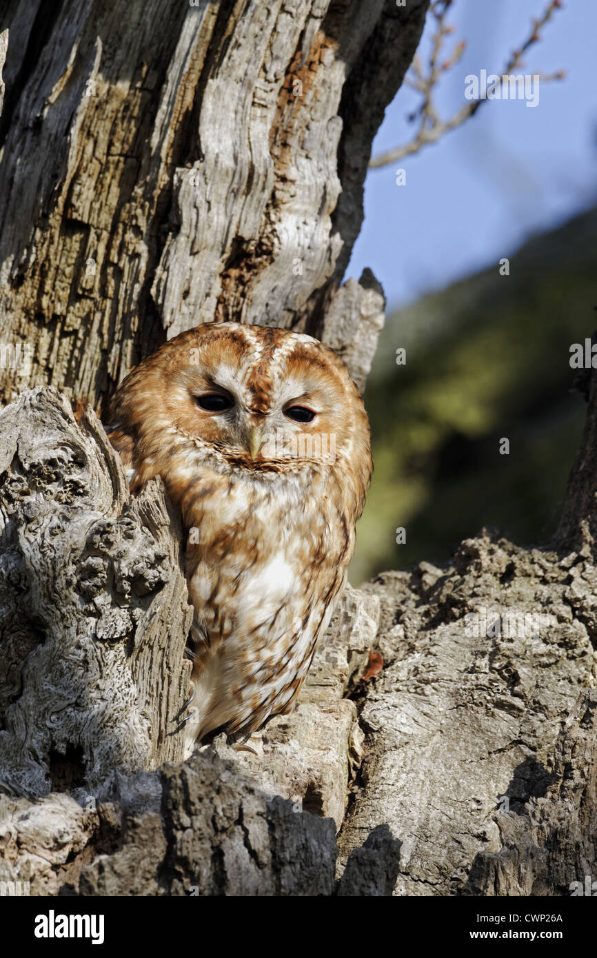 Tawny Owl (Strix aluco) adult, roosting outside tree hole during ...