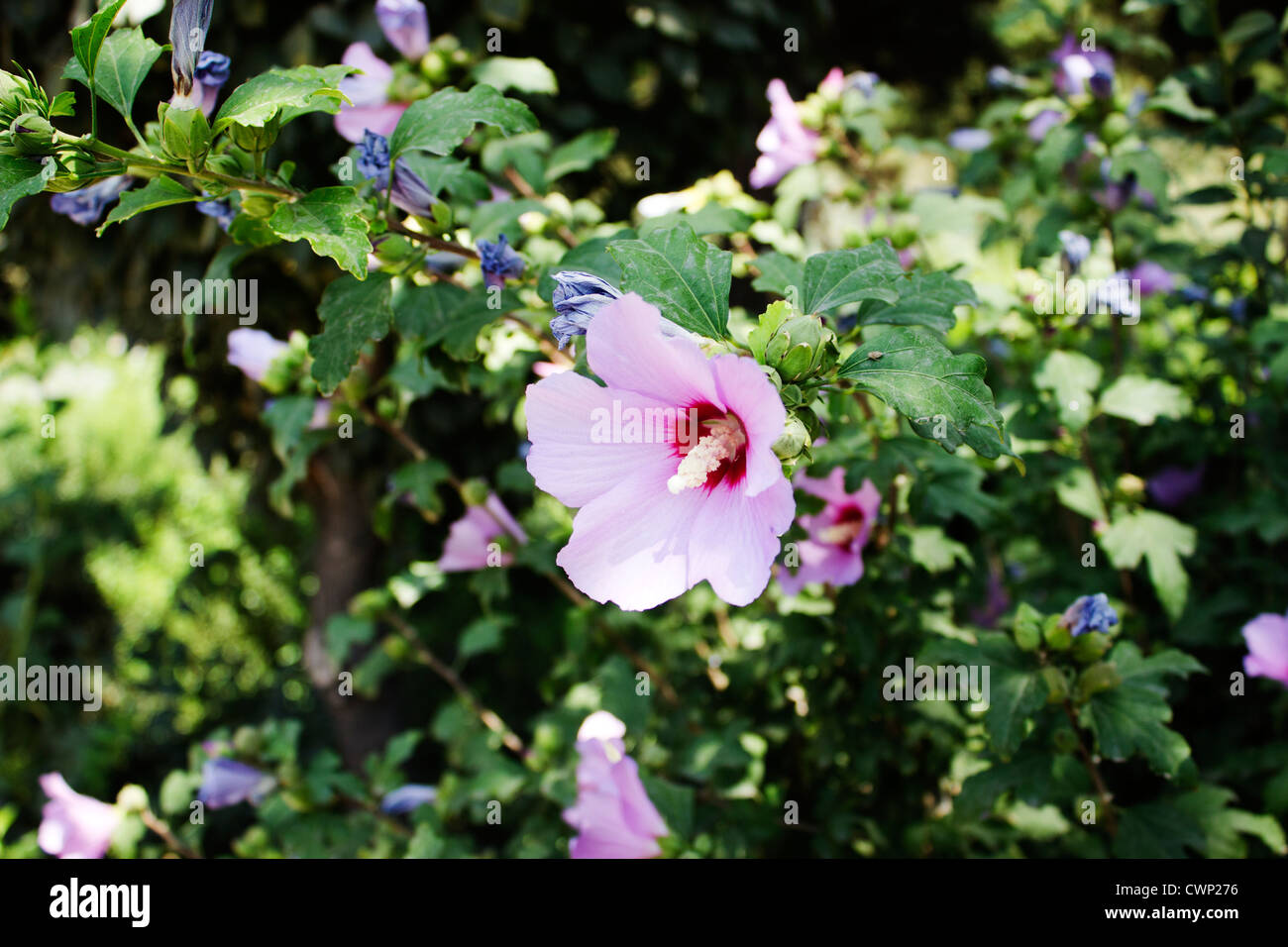 Althaea officinalis flower Stock Photo - Alamy