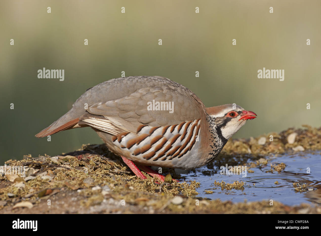 Red-legged Partridge (Alectoris rufa) adult, drinking at pool, Castilla ...