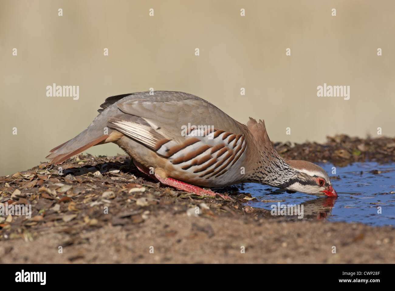 Red-legged Partridge (Alectoris rufa) adult, drinking at pool, Castilla ...