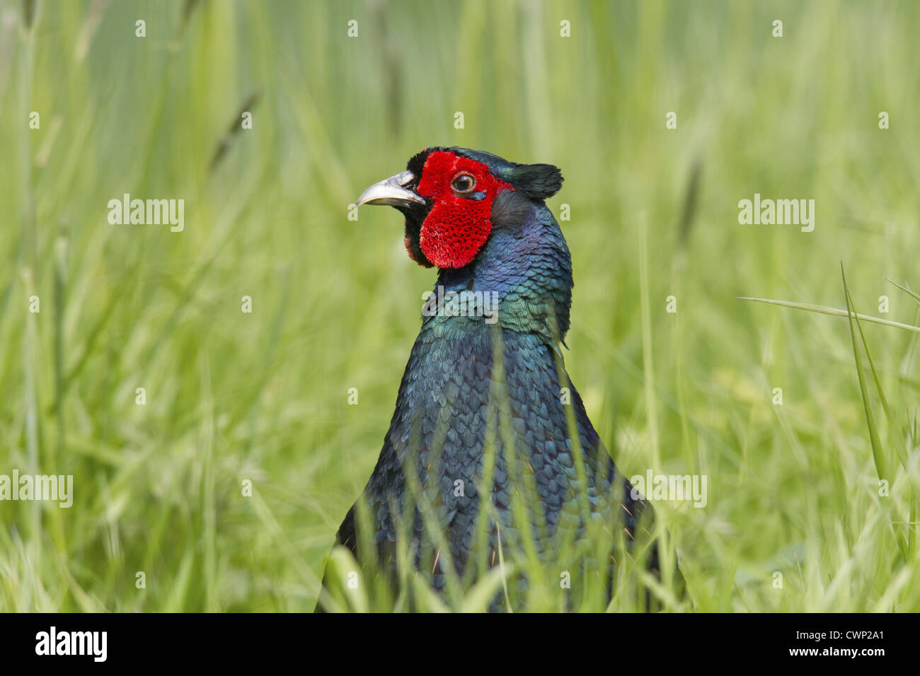 Common Pheasant (Phasianus colchicus) dark form, adult male, close-up ...