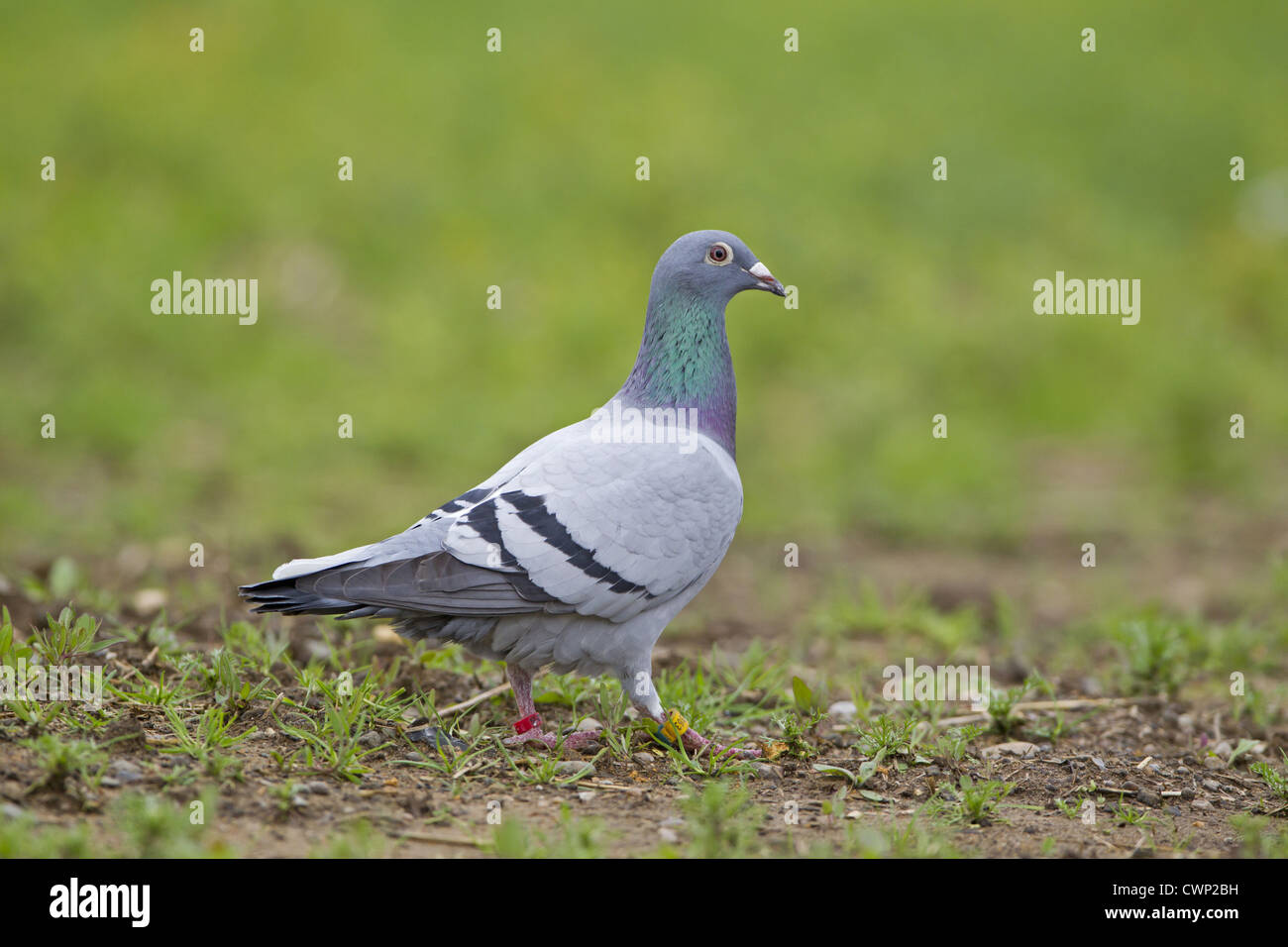 Domestic Pigeon, racing pigeon, adult, standing on ground, Suffolk ...