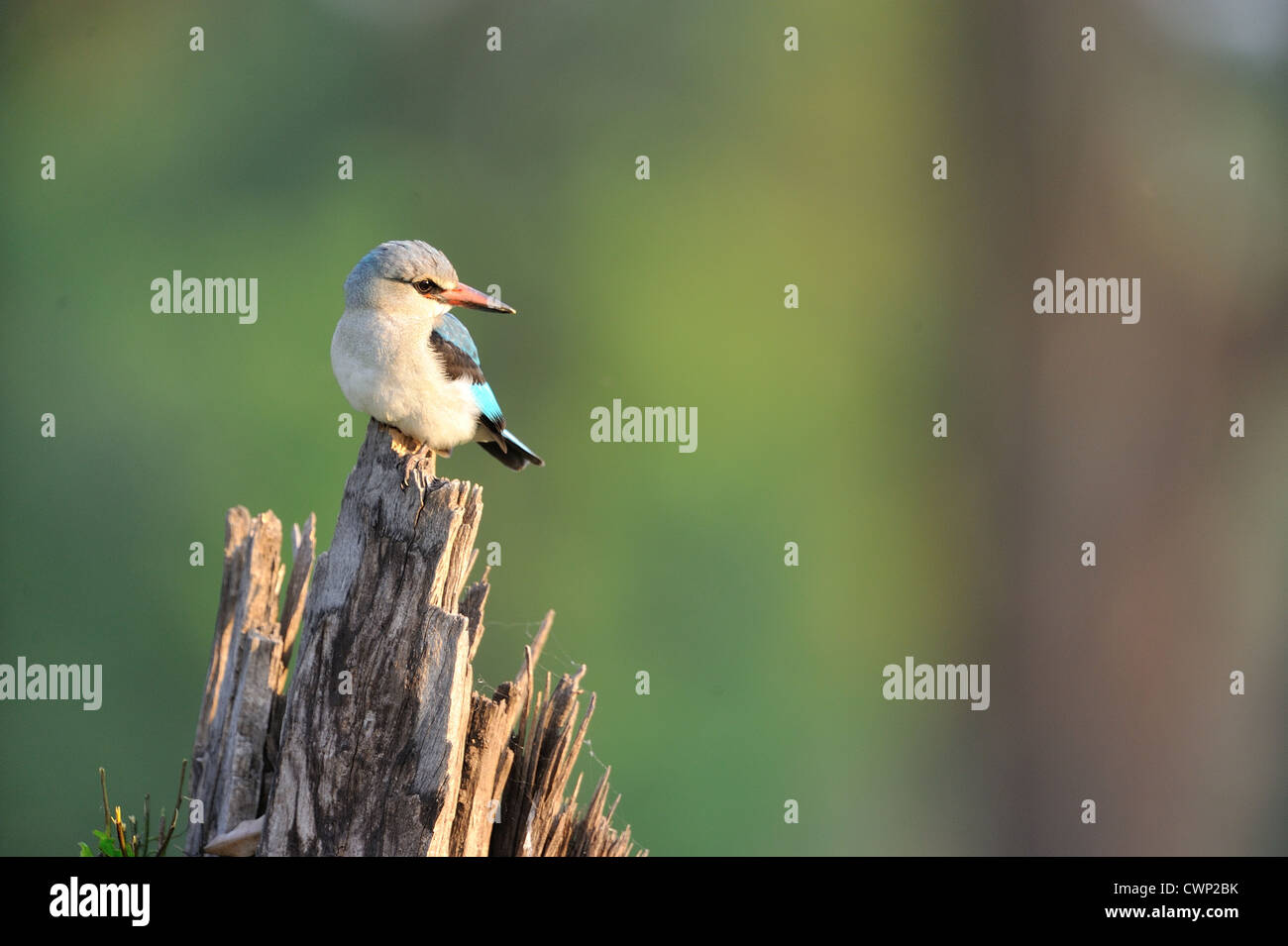 Senegal bird hi-res stock photography and images - Alamy