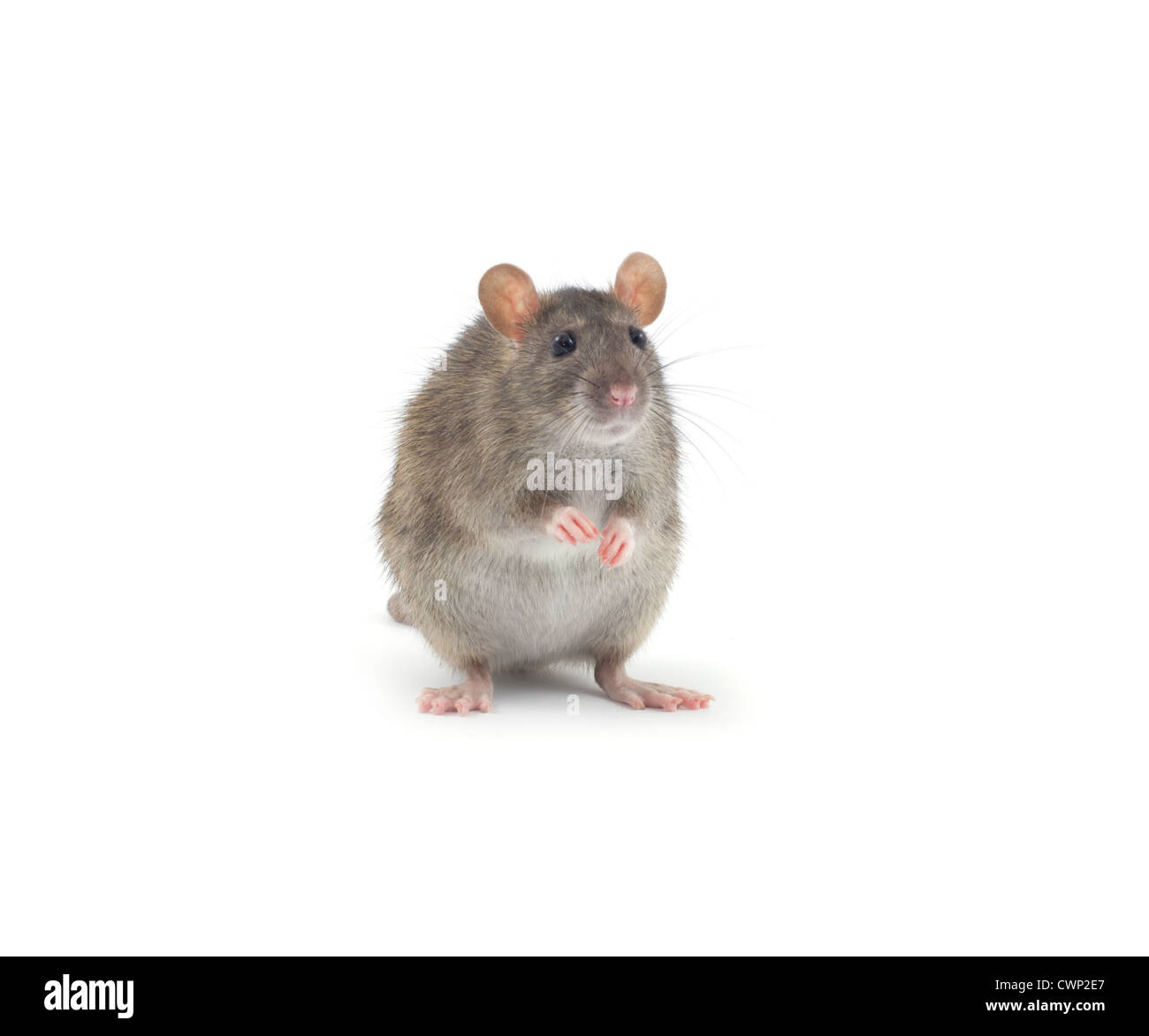rat isolated on white background Stock Photo - Alamy