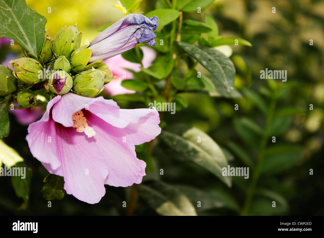 Althaea officinalis flower and bud Stock Photo - Alamy