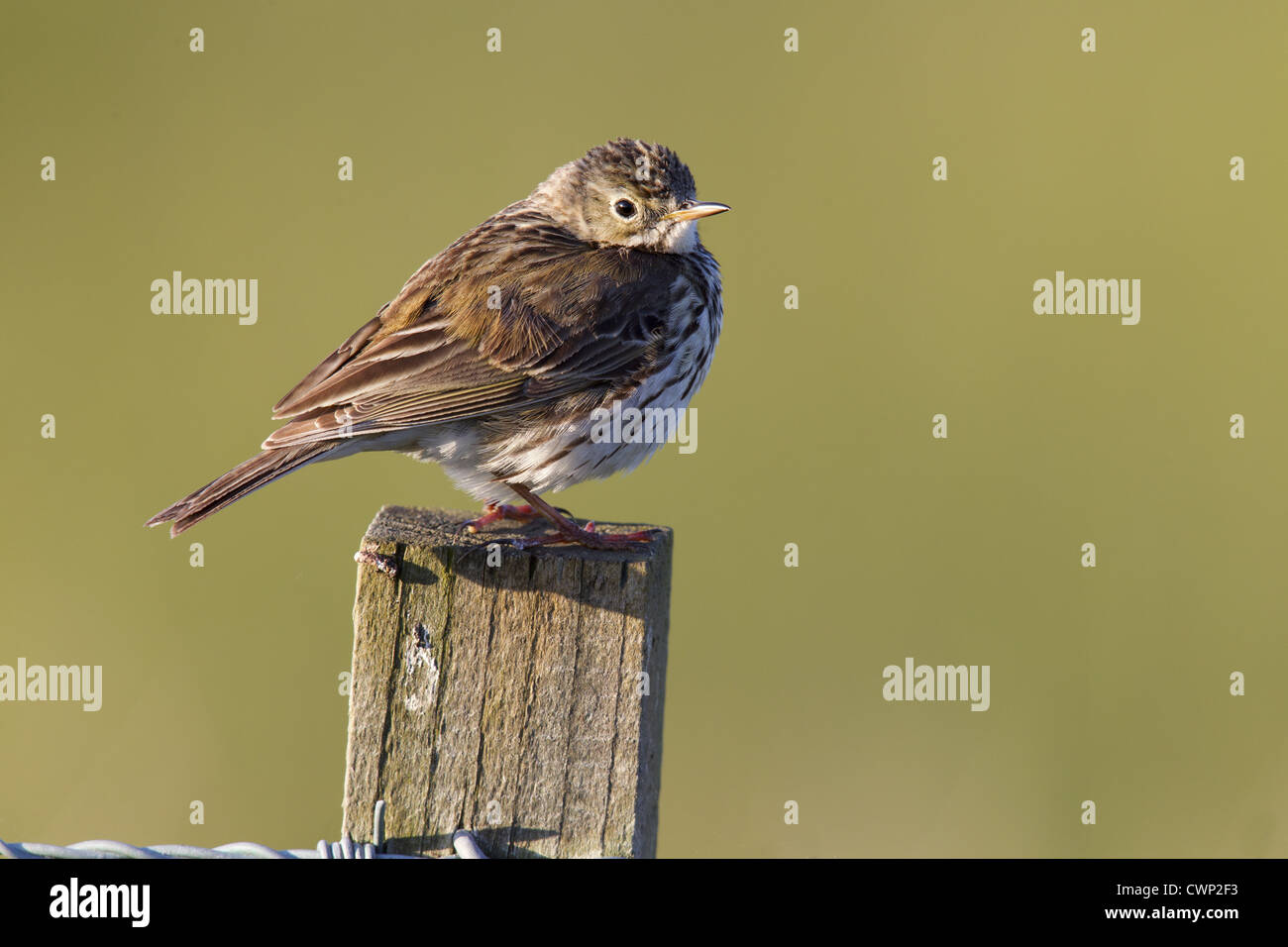 Meadow Pipit (Anthus pratensis) adult, perched on fencepost, Lammermuir ...