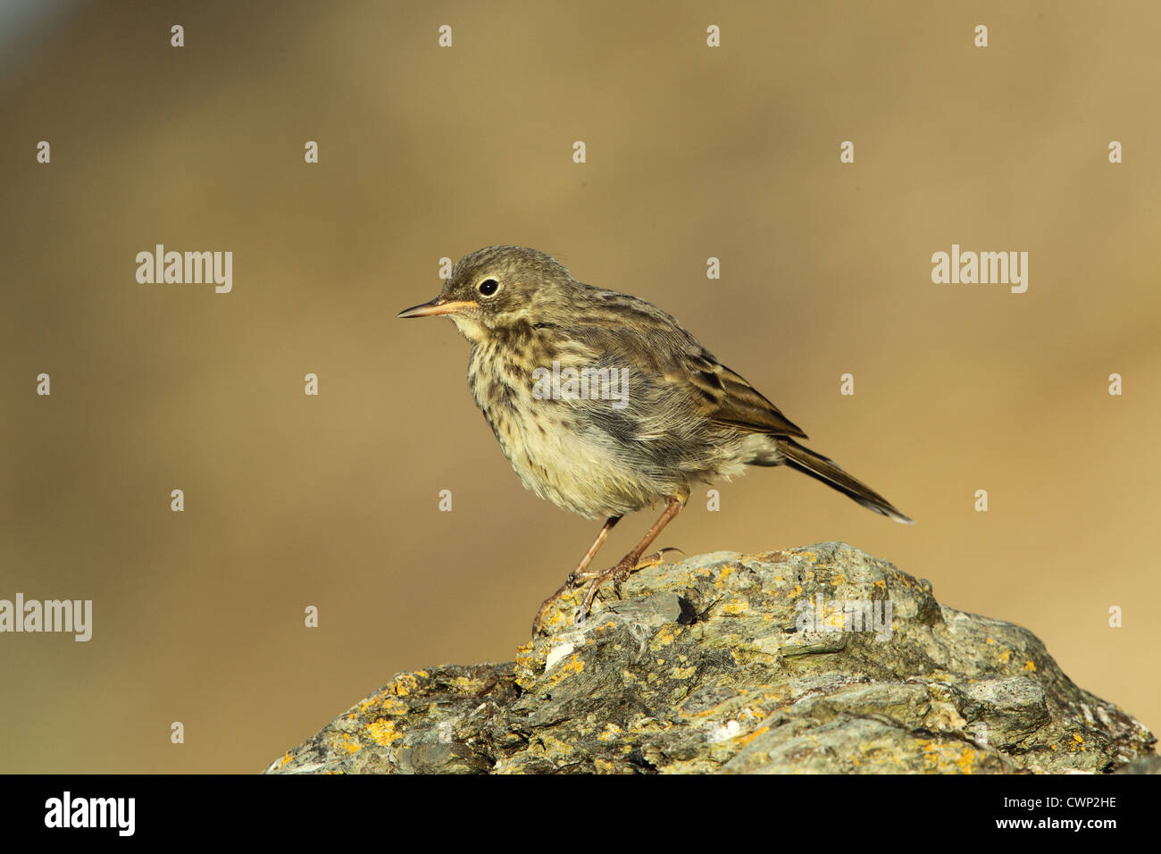 Juvenile rock pipit anthus petrosus hi-res stock photography and images ...