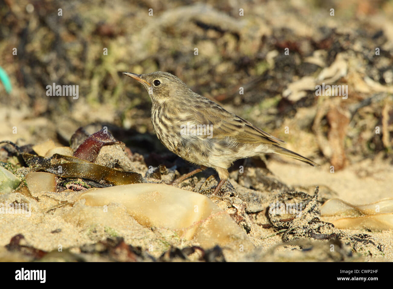 Rock Pipit (Anthus petrosus) juvenile, foraging on beach strandline ...