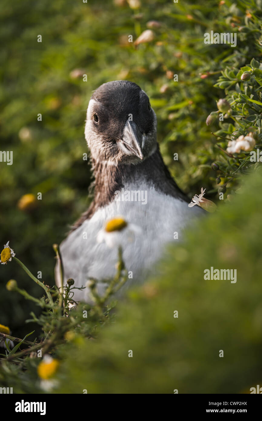 Atlantic Puffin (Fratercula arctica) chick, at nest burrow entrance ...