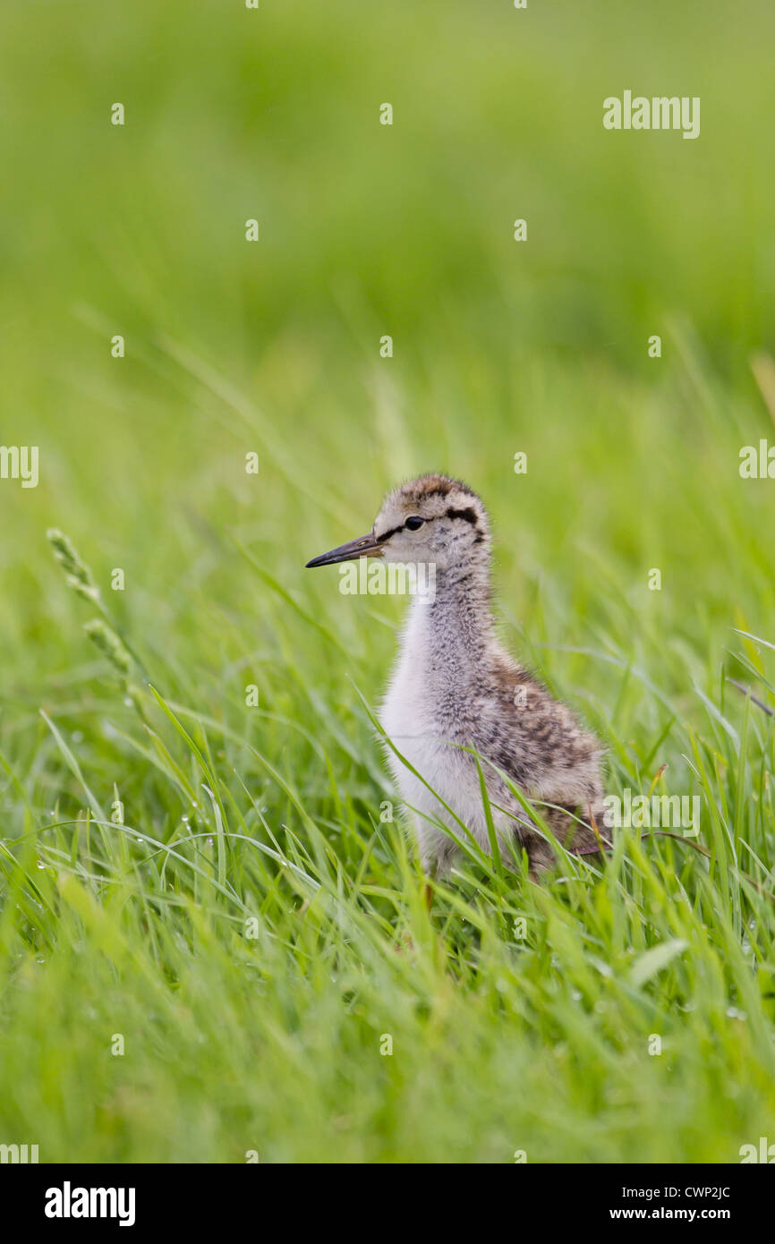 Redshank chicks hi-res stock photography and images - Alamy