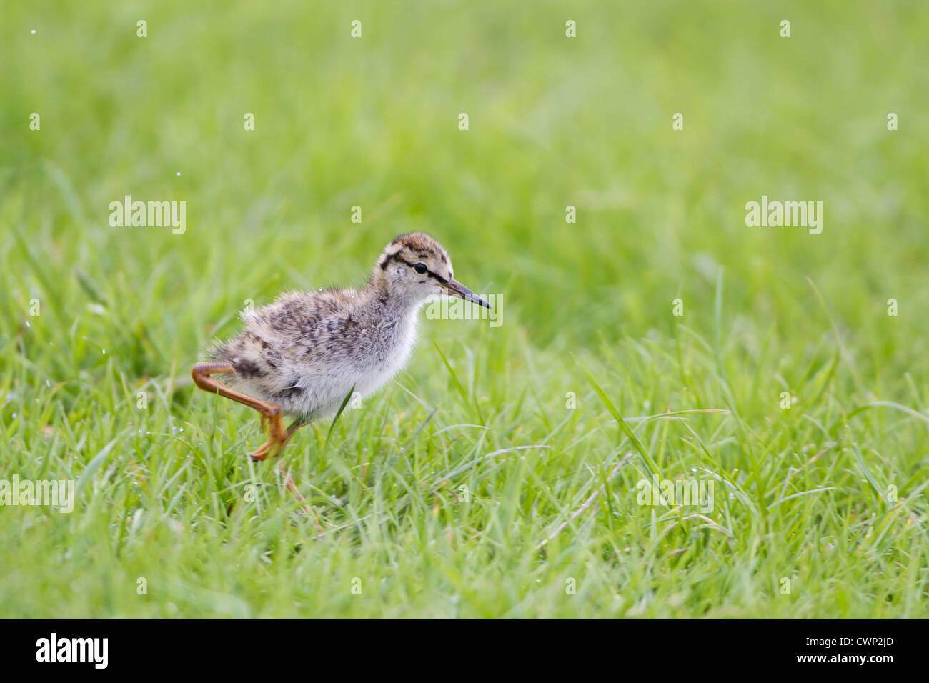 Baby birds suffolk hi-res stock photography and images - Alamy