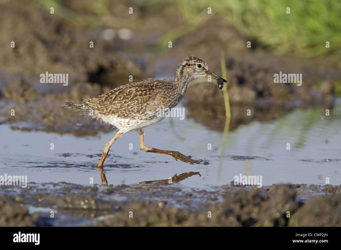 Running beetle hi-res stock photography and images - Alamy