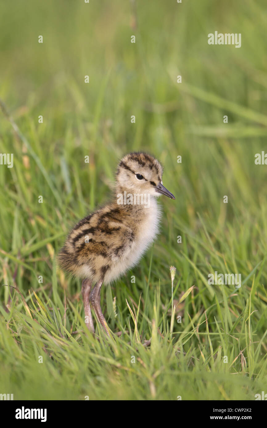 Redshank chicks hi-res stock photography and images - Alamy