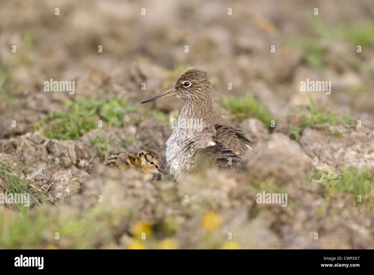 Common redshank two chicks hi-res stock photography and images - Alamy
