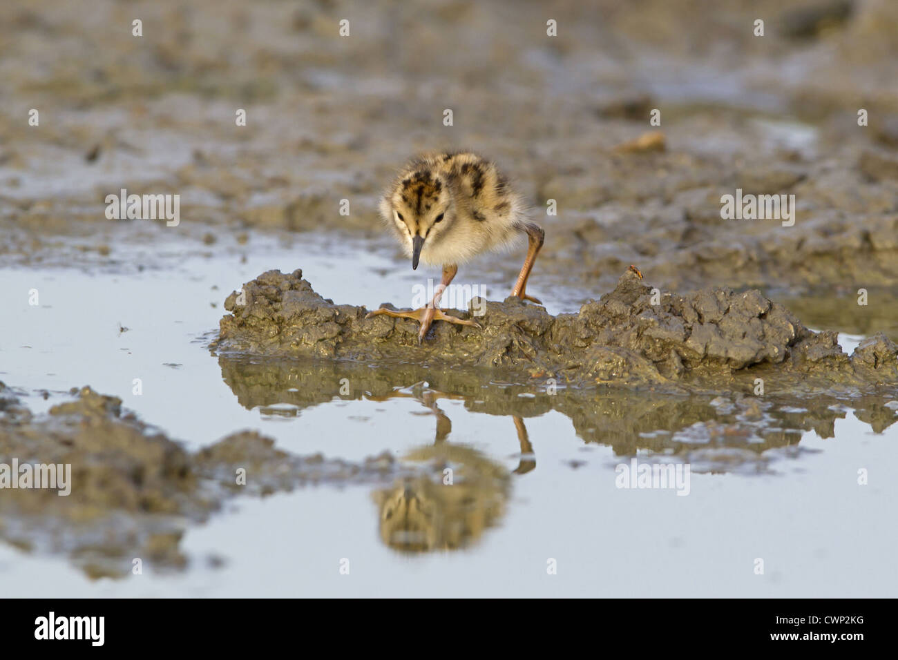 Redshank chicks hi-res stock photography and images - Alamy