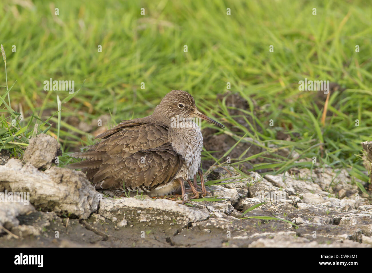 Common redshank two chicks hi-res stock photography and images - Alamy