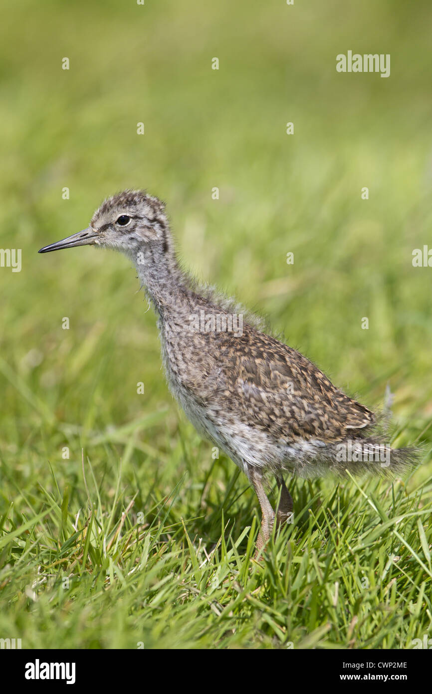 Redshank chicks hi-res stock photography and images - Alamy
