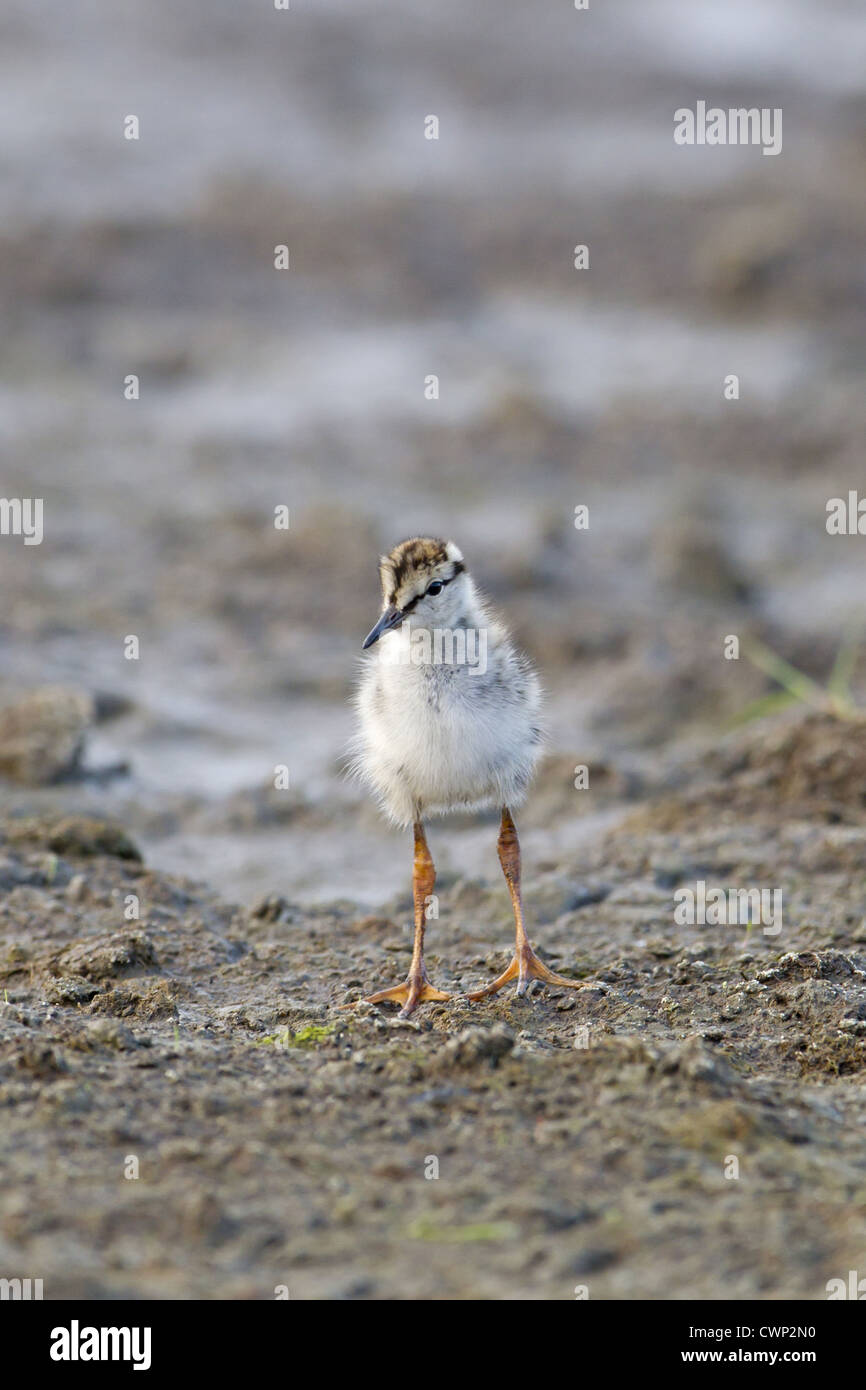 Redshank chicks hi-res stock photography and images - Alamy