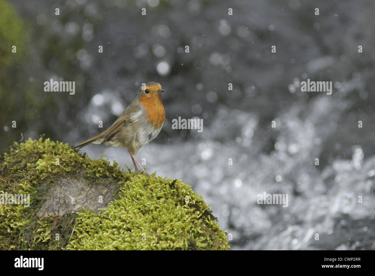 Rock robin hi-res stock photography and images - Alamy