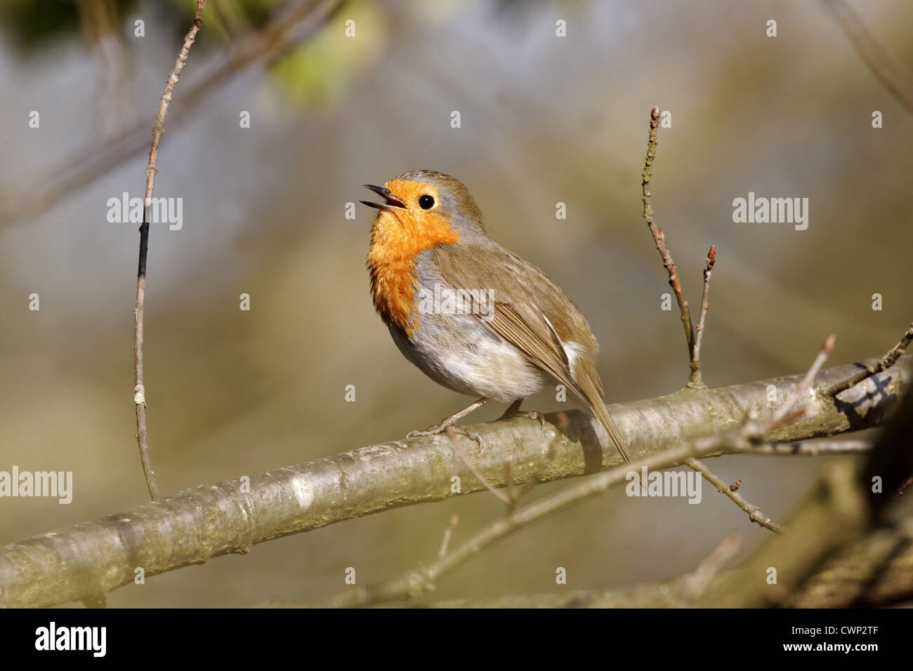 Singing robin britain spring hi-res stock photography and images - Alamy