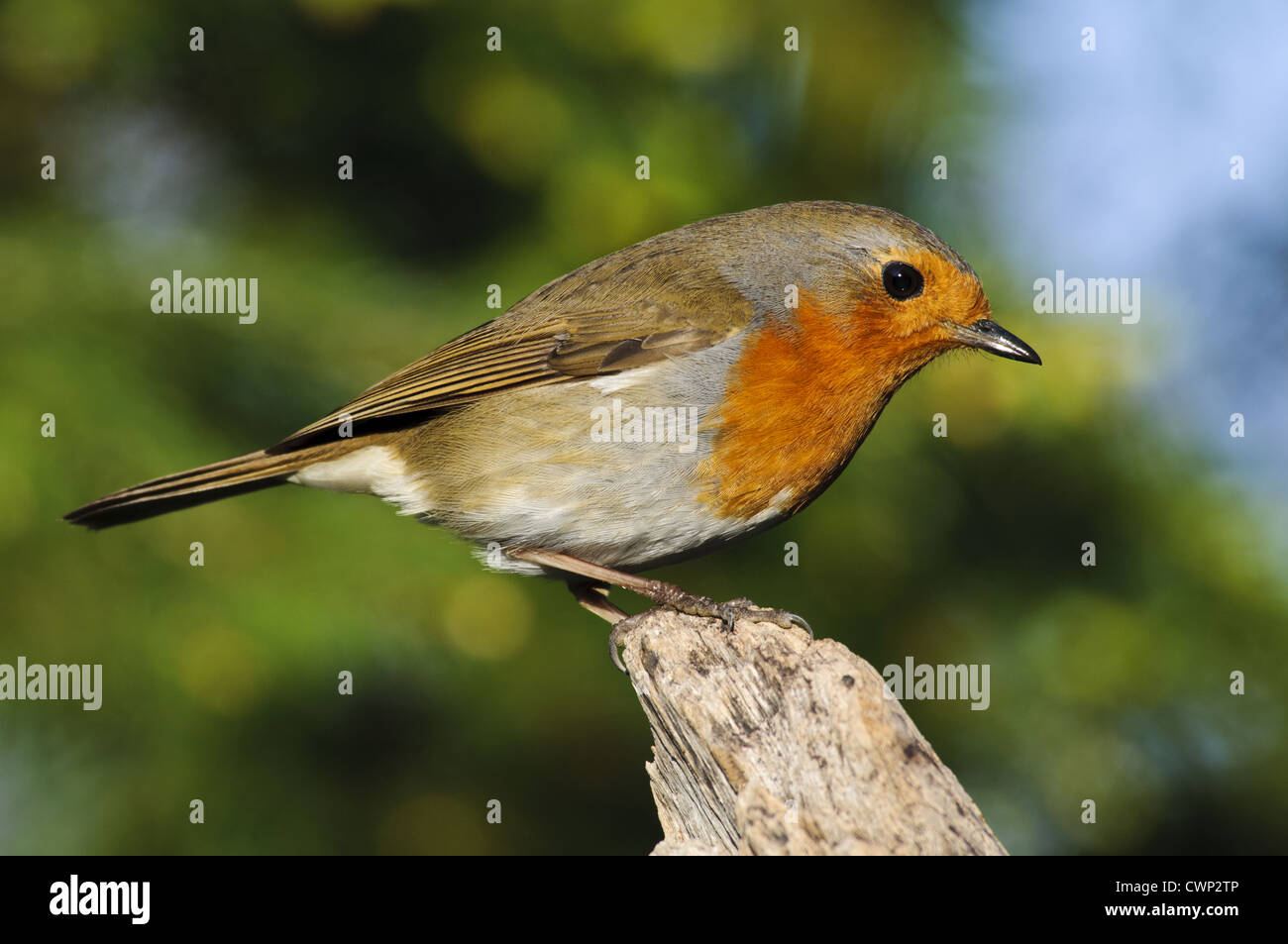 Robin Hale High Resolution Stock Photography and Images - Alamy
