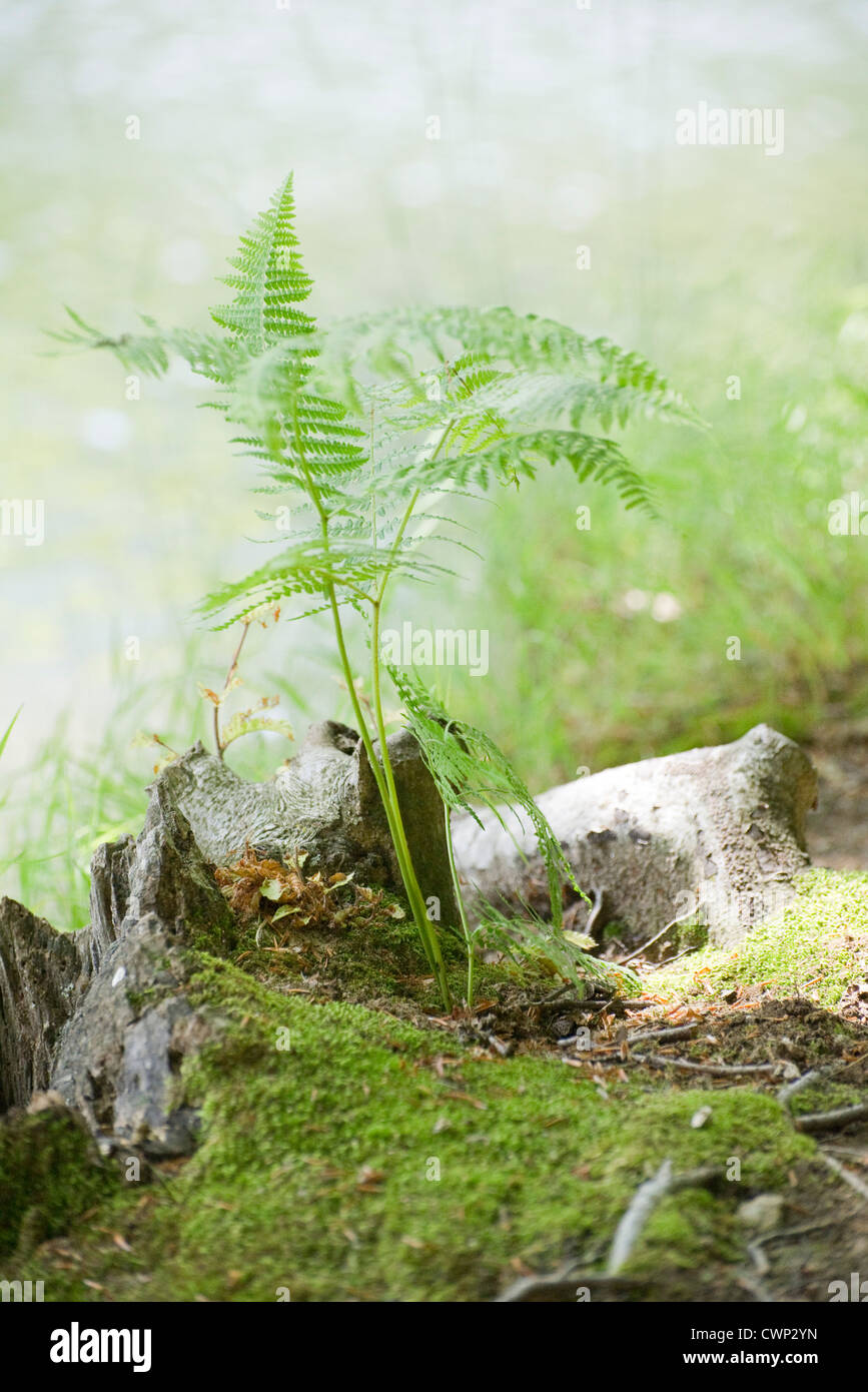 Fern stumps hi-res stock photography and images - Alamy