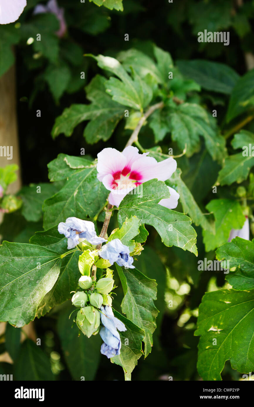 Althaea officinalis flower and buds Stock Photo - Alamy