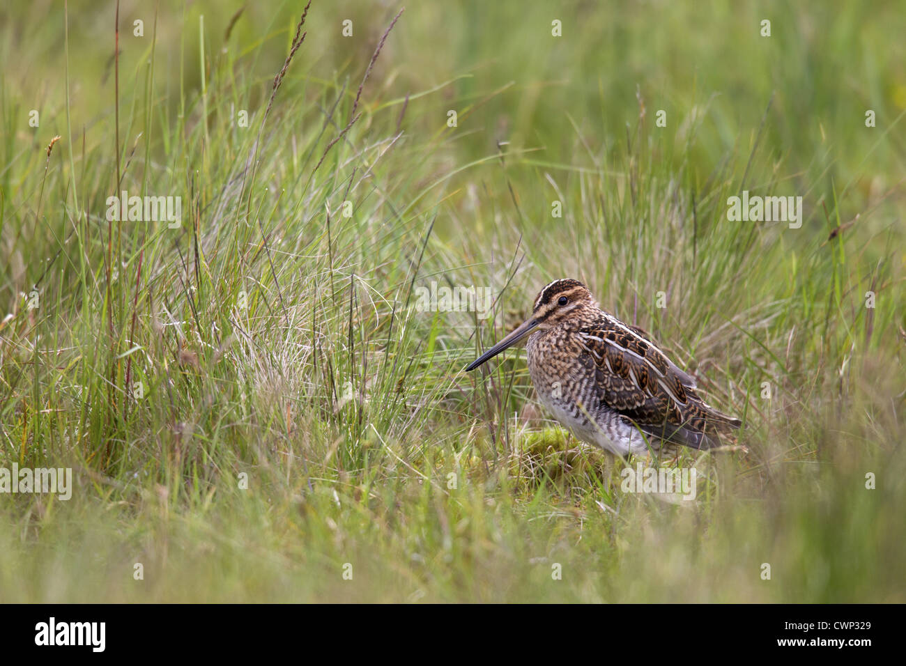 Common Snipe (Gallinago gallinago) adult, standing on moorland ...