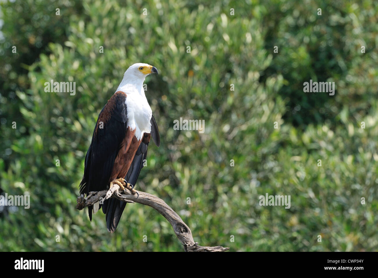 Fish eagle africa hi-res stock photography and images - Alamy