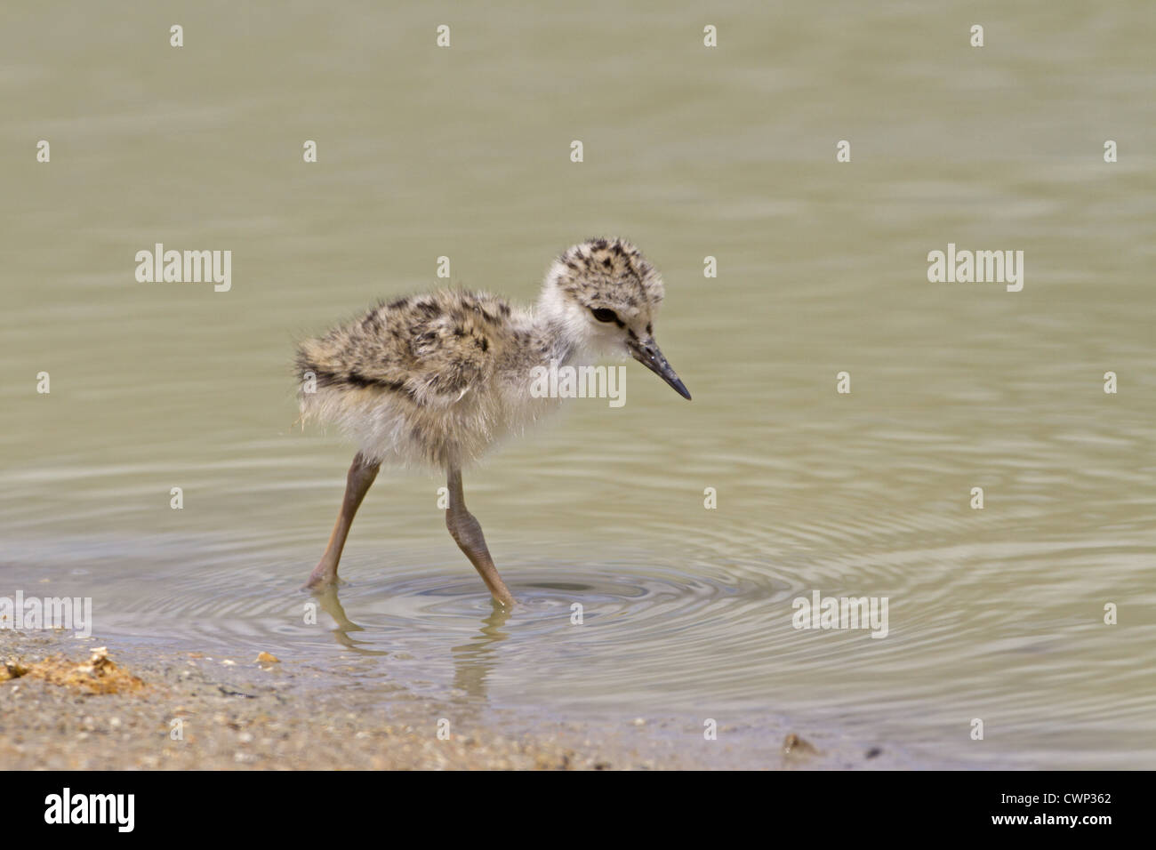 Black winged stilt chick hi-res stock photography and images - Alamy