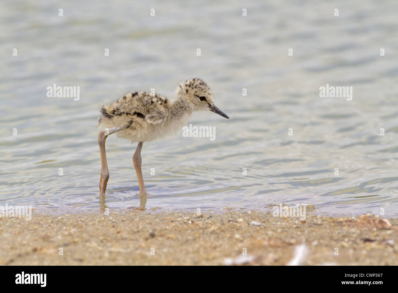 Black winged stilt chick hi-res stock photography and images - Alamy
