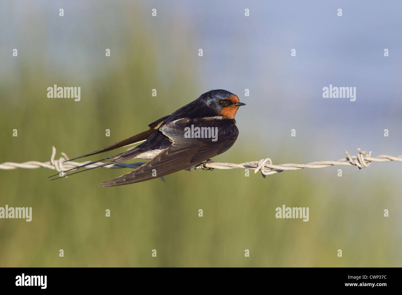 Barn swallow on barbed wire fence hi-res stock photography and images ...