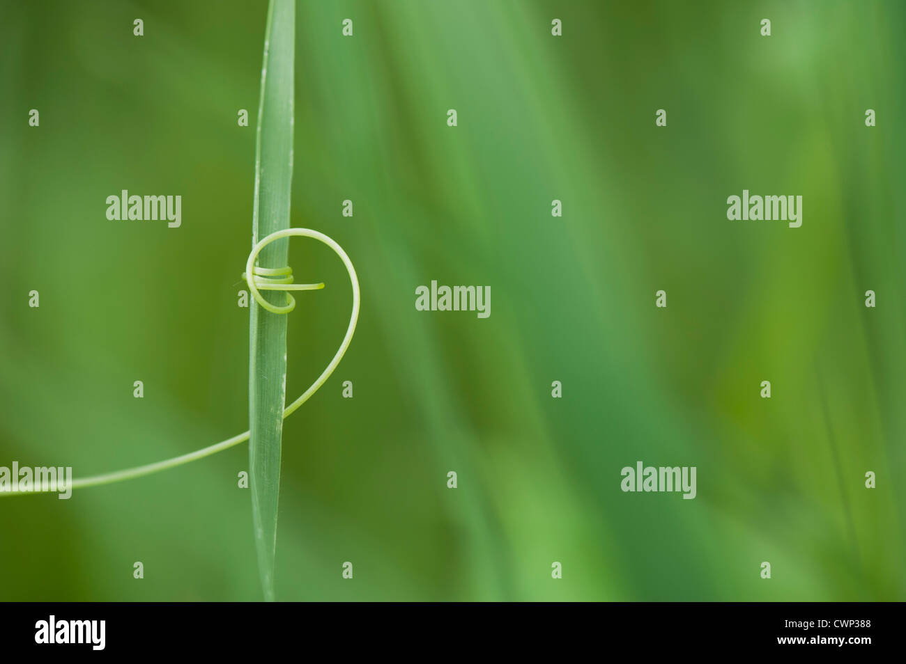 Tendril coiling around blade of grass Stock Photo - Alamy