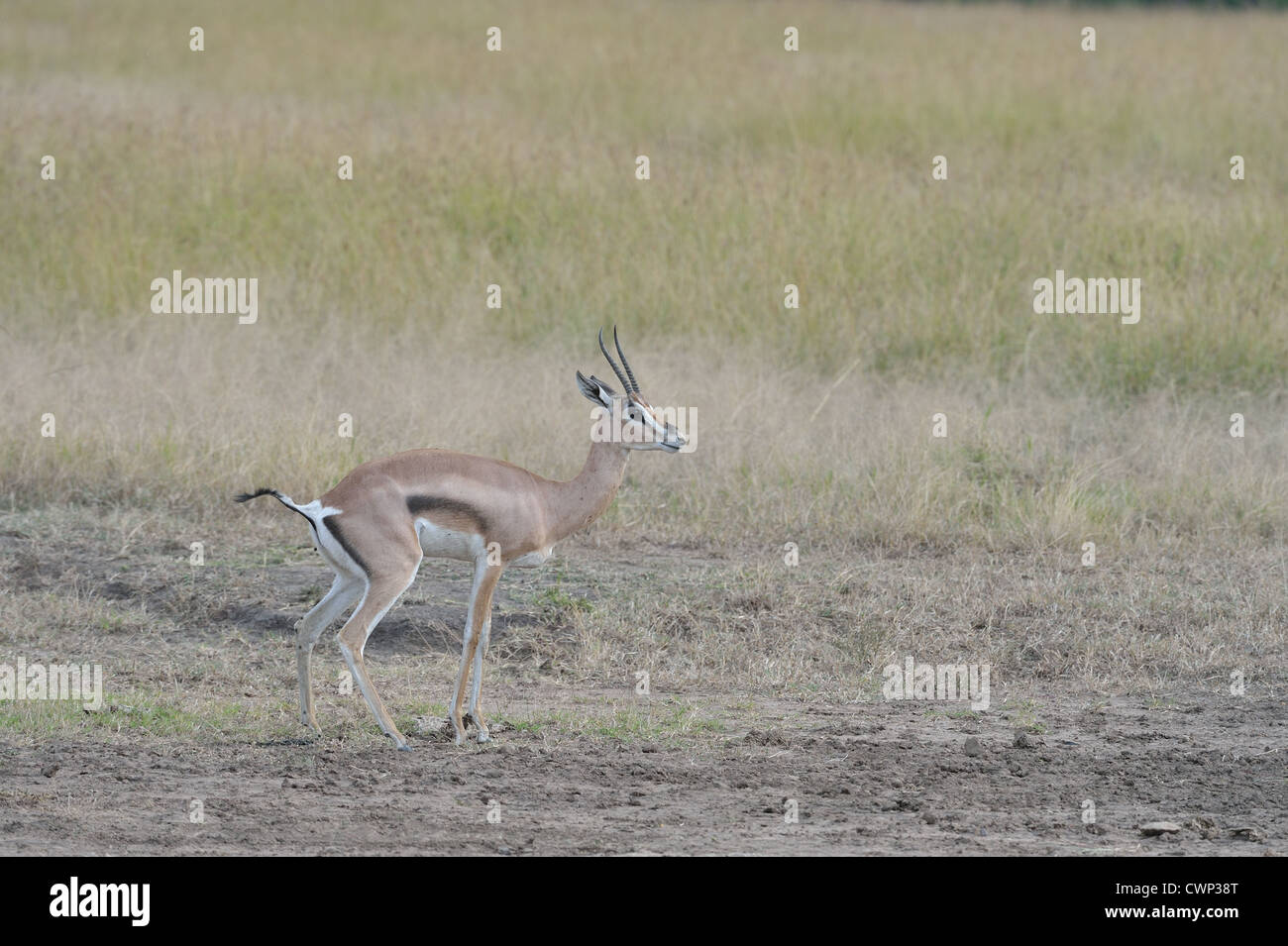 Gazelle in the savanna hi-res stock photography and images - Alamy