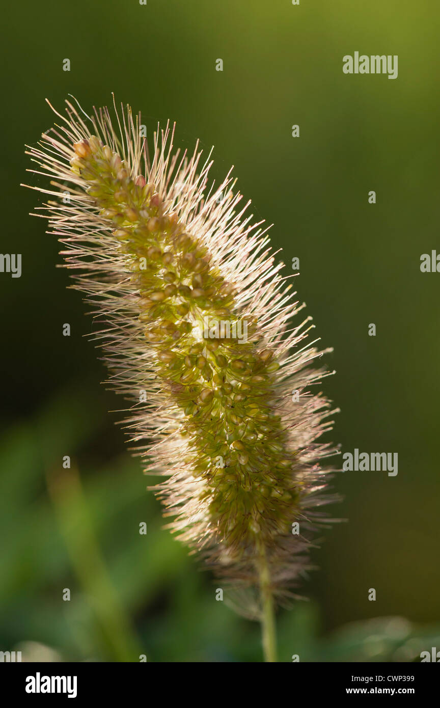 Close-up of bristlegrass Stock Photo - Alamy