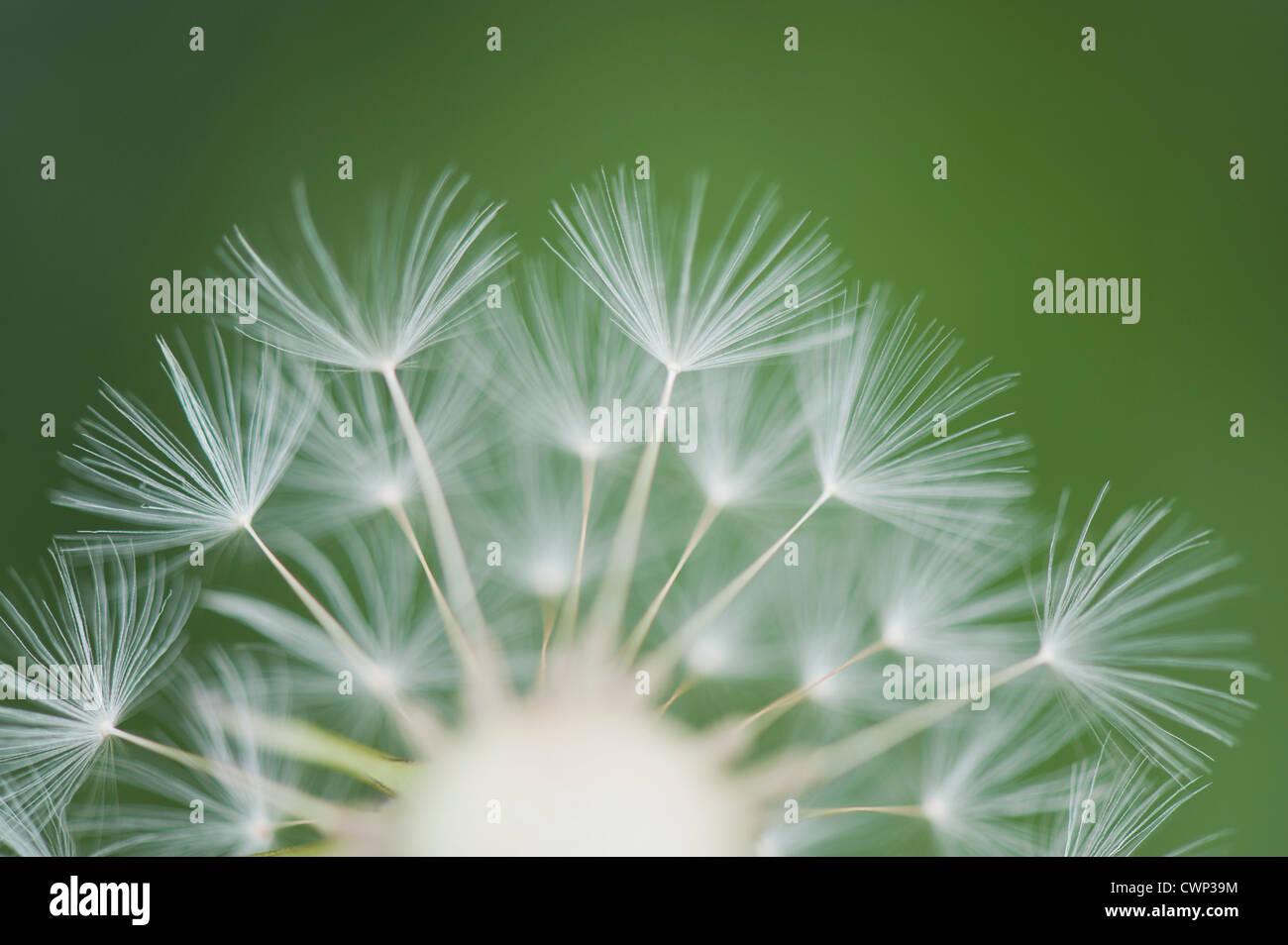 Dandelion seedhead extreme close hi-res stock photography and images ...