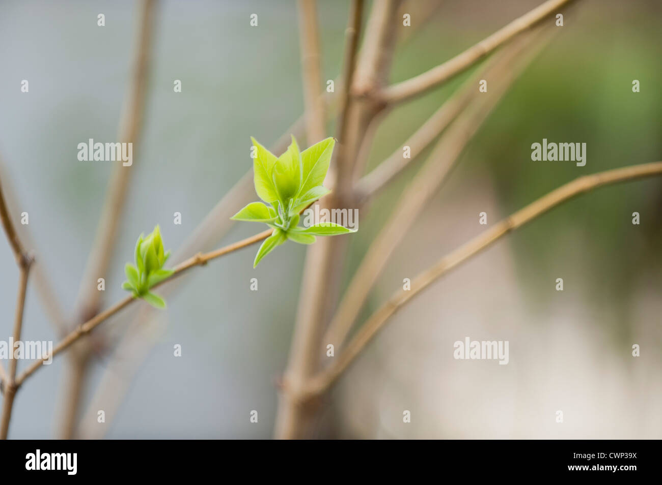 Budding Lilacs High Resolution Stock Photography and Images - Alamy