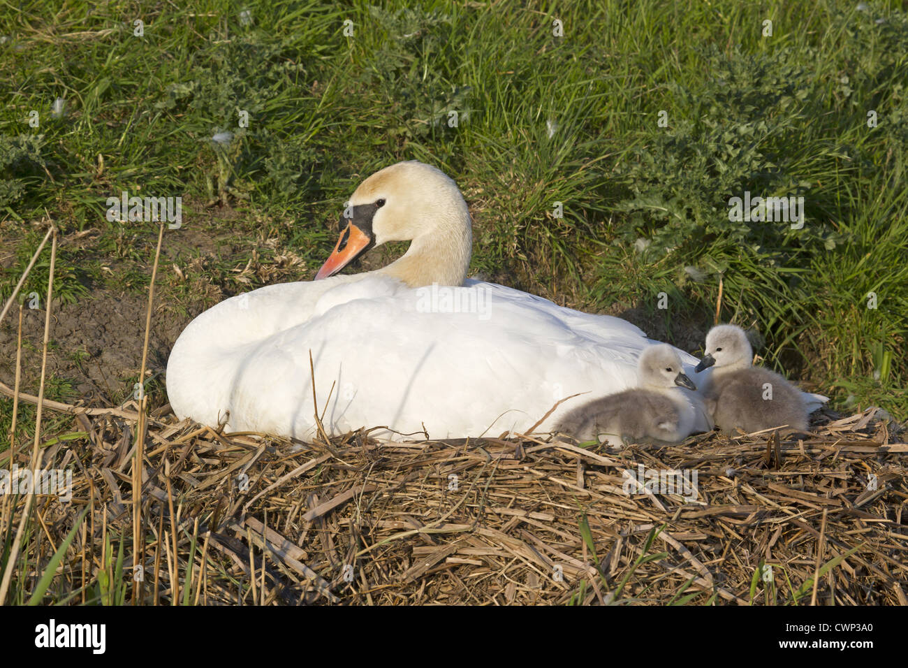 Two adult swans young cygnets hi-res stock photography and images - Alamy