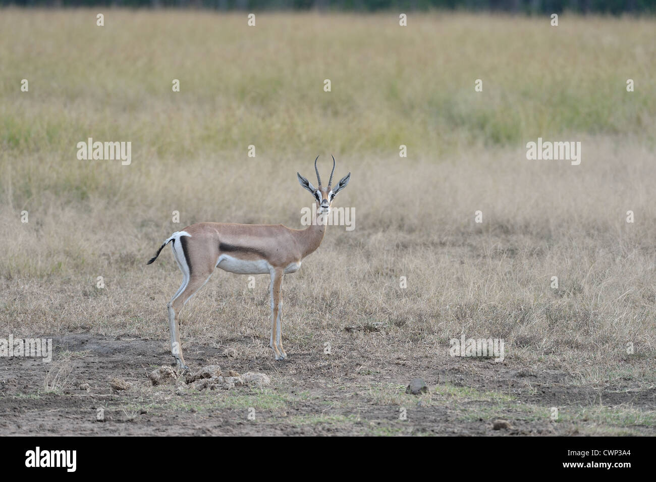 Grant's gazelle (Gazella granti - Nanger granti) young female ...