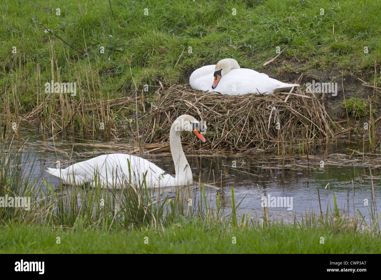 Mute Swan (Cygnus olor) adult pair, male swimming, female sitting on nest at dyke bank ...